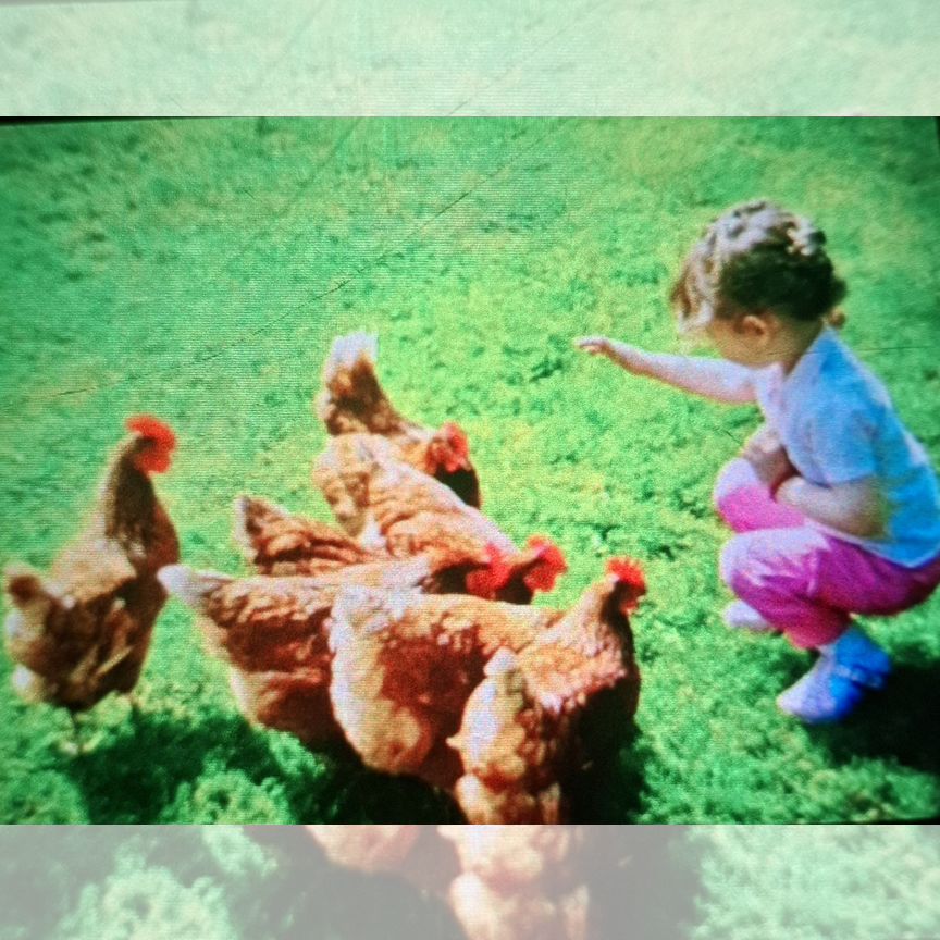 Куры несушки несуться все 12шт.Занислись в июне