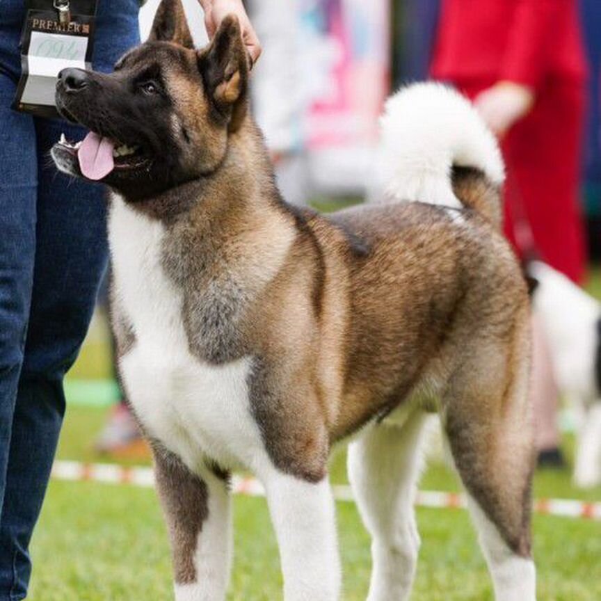 Американская акита, щенок