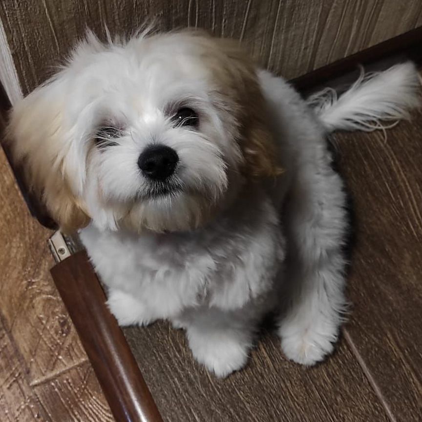 Мальтипу вязка