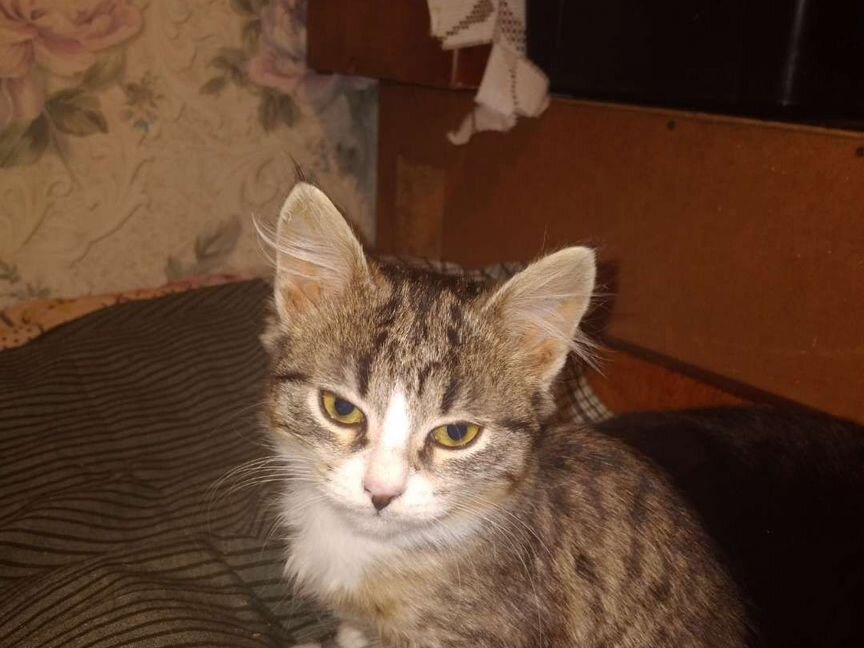 Котенок в добоые руки