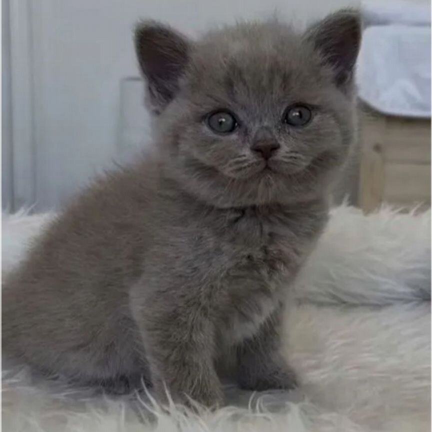 Британский короткошёрстный котёнок