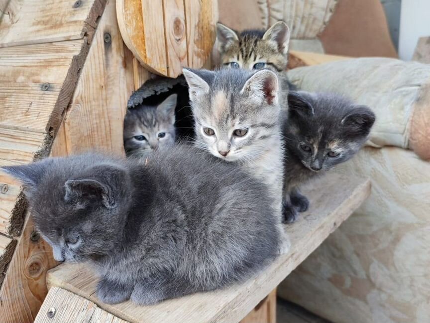 Котята от миниатюрной кошки мышеловки