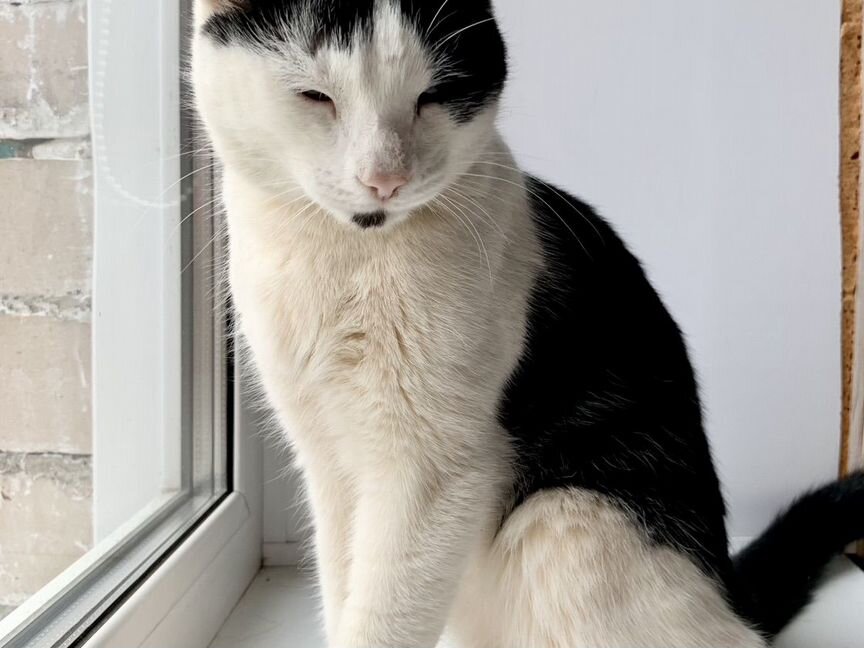 Кошки в добрые руки