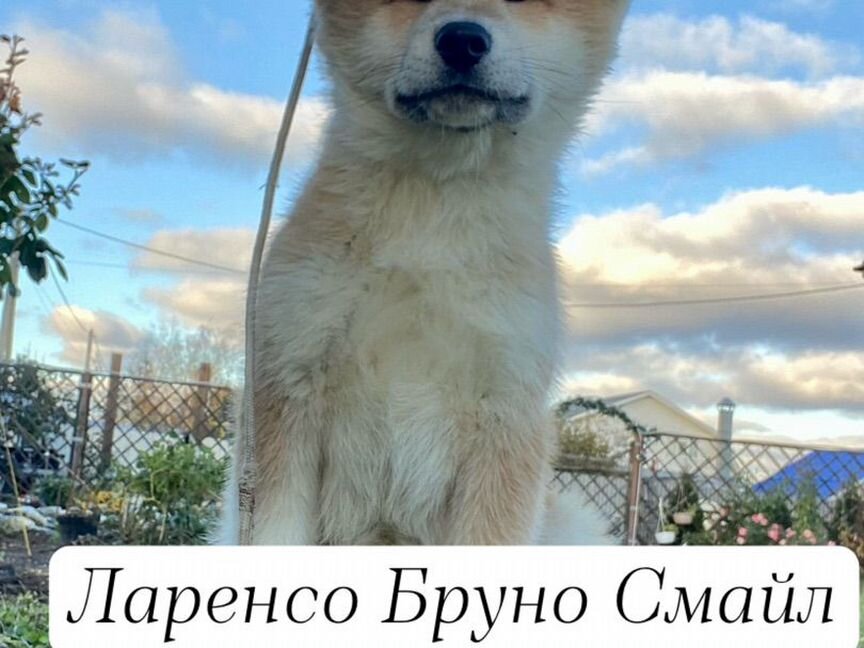 Щенки акита ину кобели