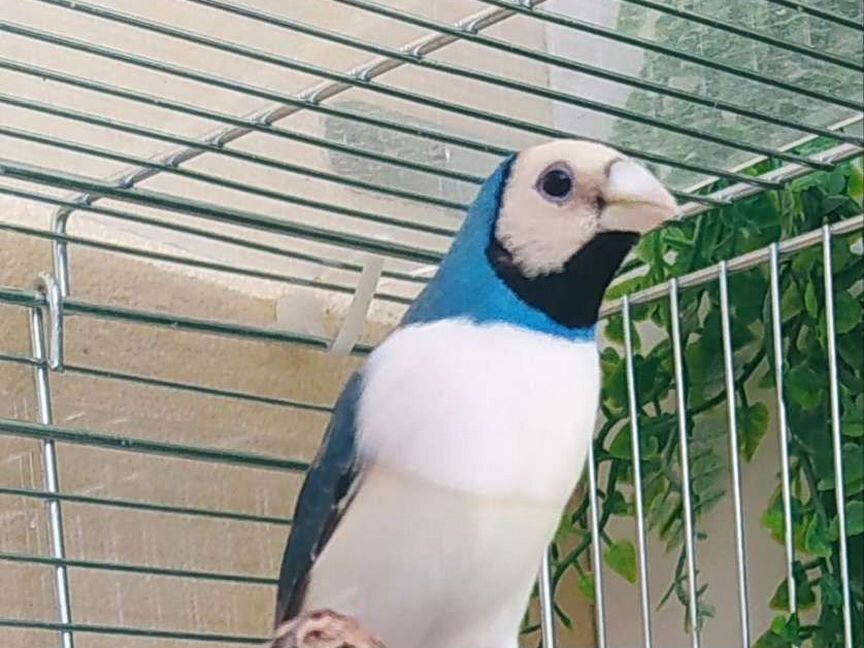 Синий самец амадины Гульда