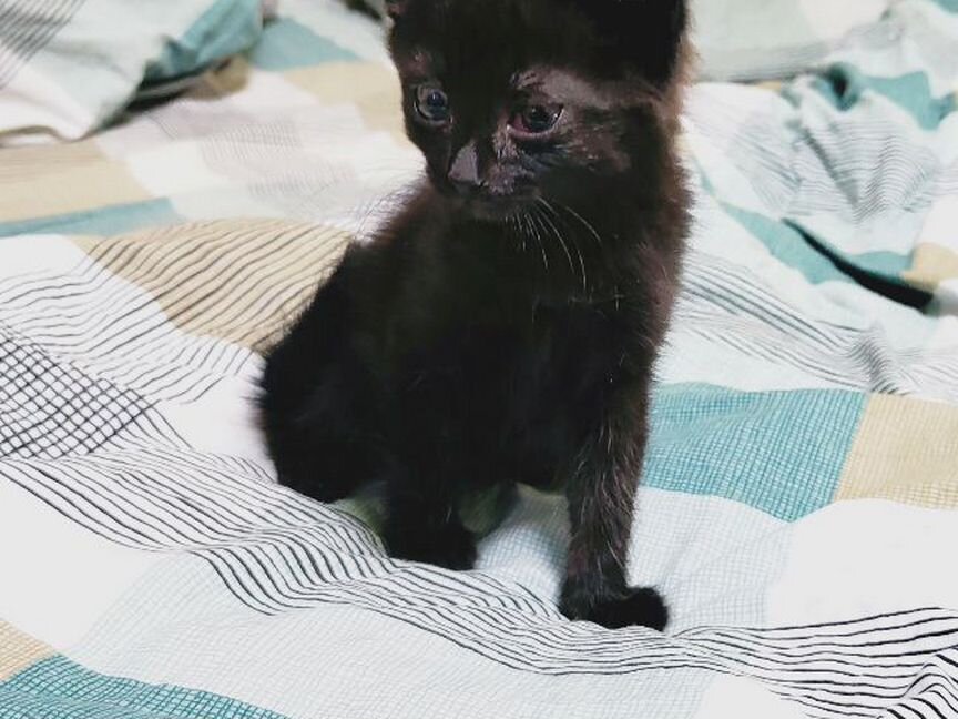 Котенок мальчик бесплатно
