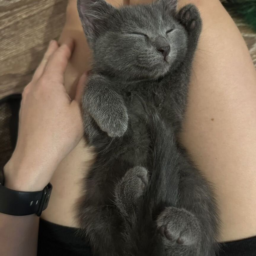 Котенок в добрые руки