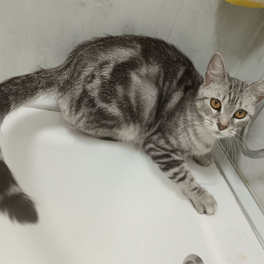 Кошки в добрые руки