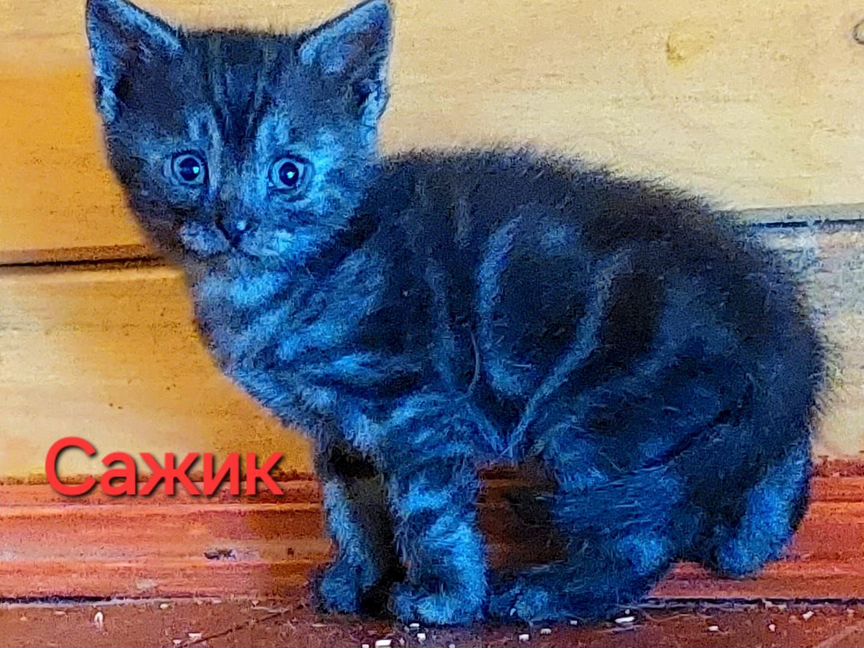 Котеночек Сажик