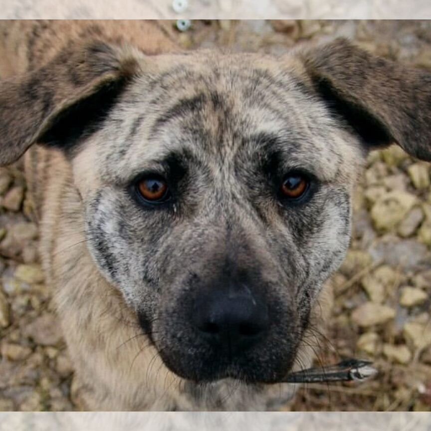 Взрослая собака в добрые руки