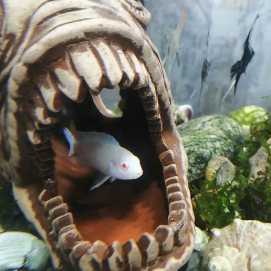 Аквариумная рыбка белый принц