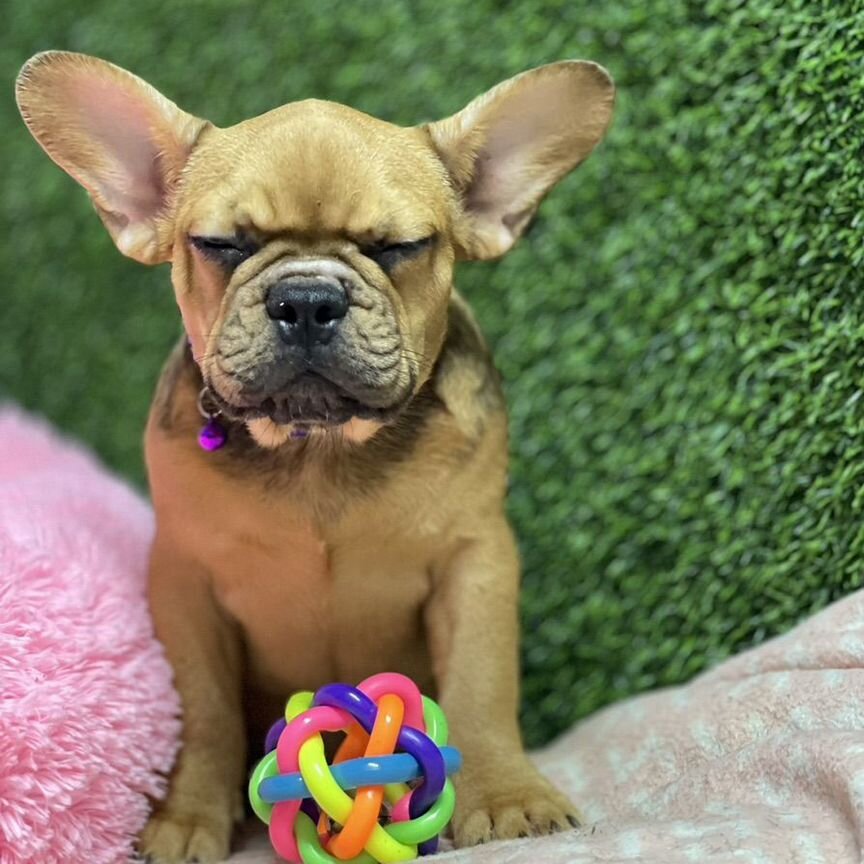 Французский бульдог щенки