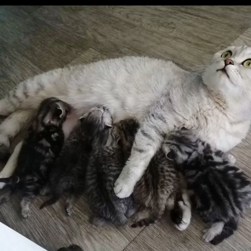 Шотландские котята