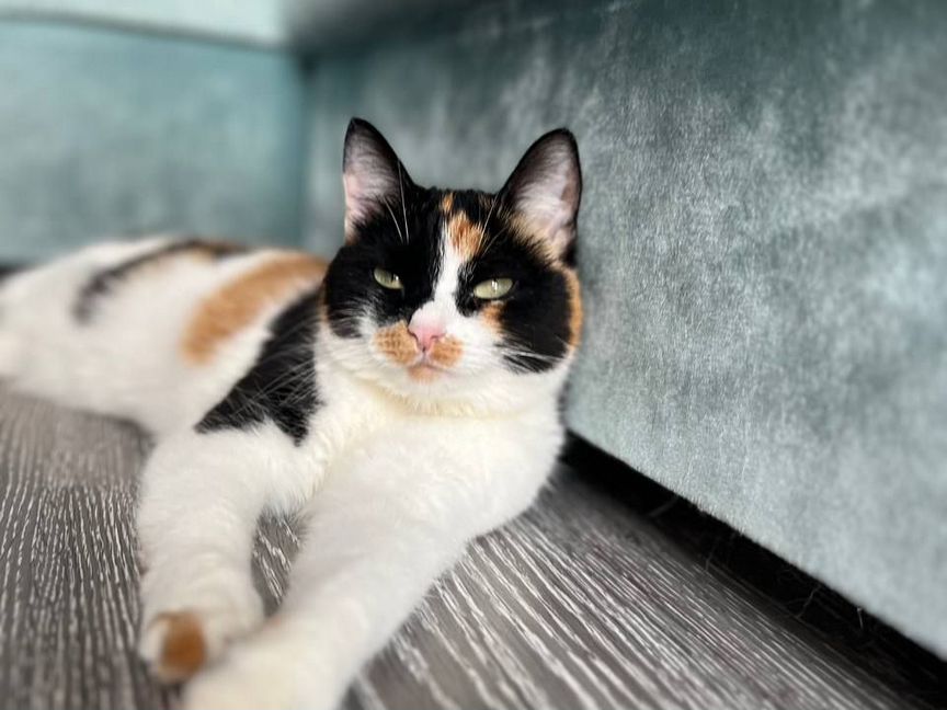 Отдам кошечку в добрые руки