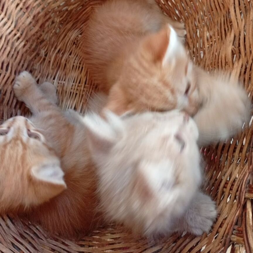 Отдам котет в добрые руки