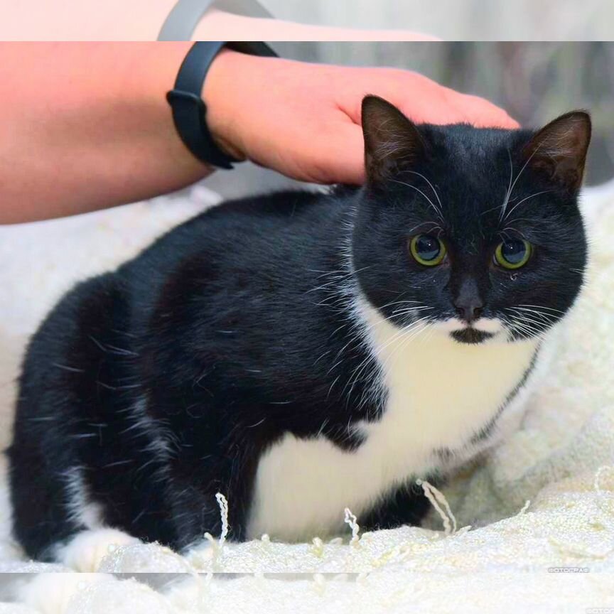 Миниатюрная кошечка Мия