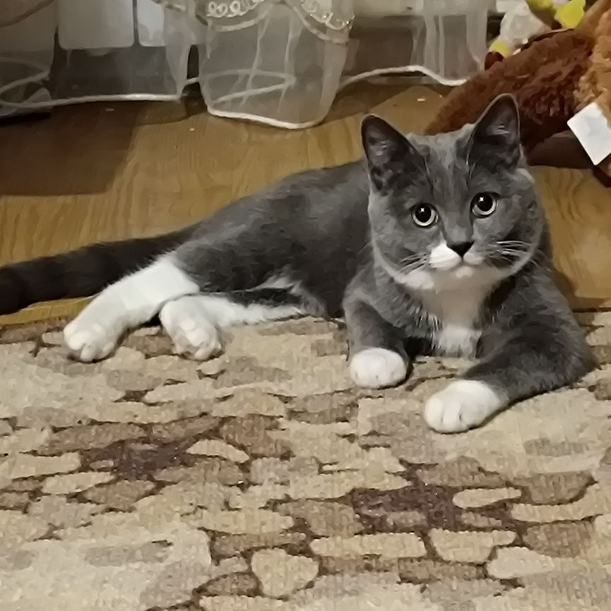 Котенок наполовину британец