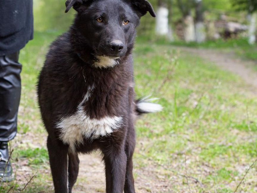 Собака в добрые руки отдам бесплатно