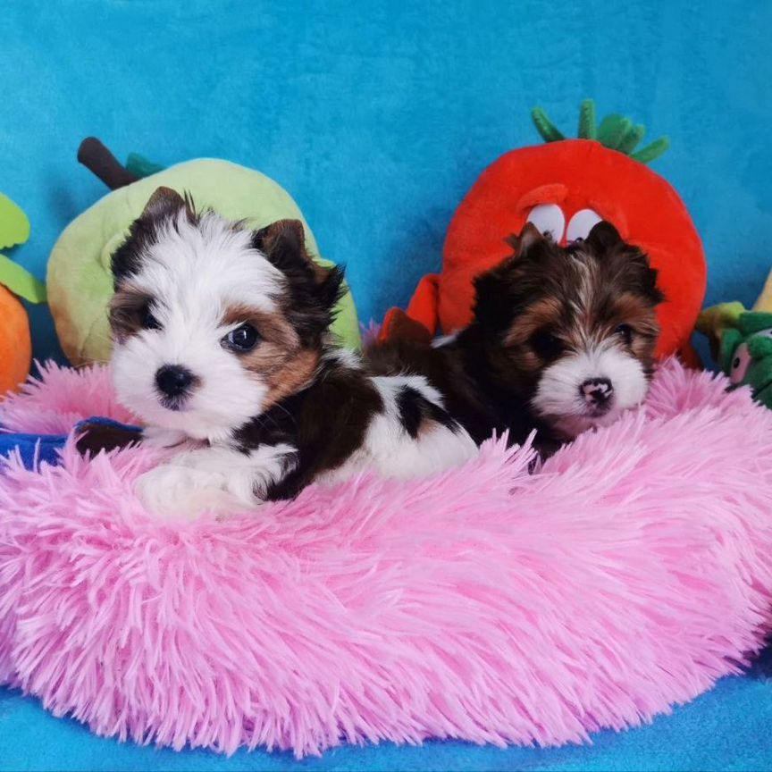 Микро мальчик и микро девочки