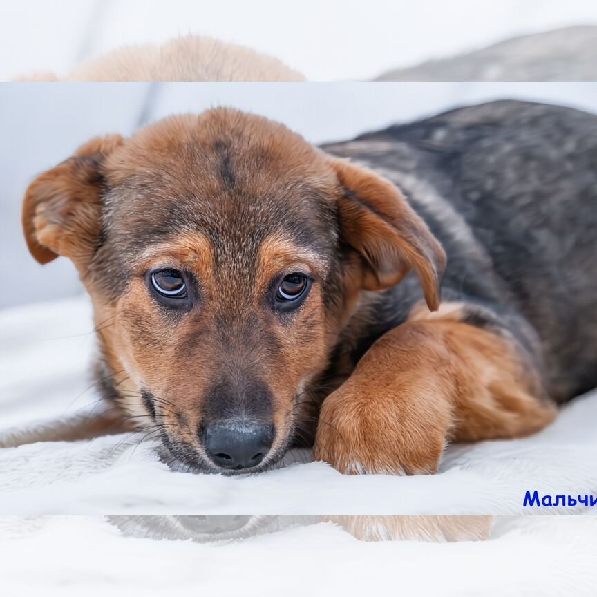 Щенок в добрые руки