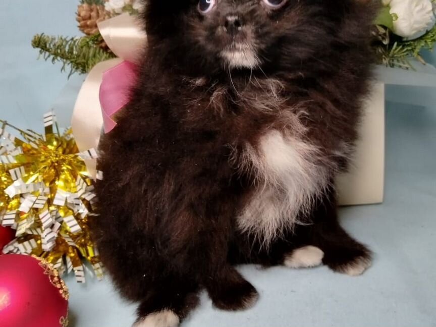 Померанский шпиц, детки