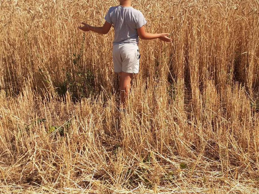 Зерно овес оптом