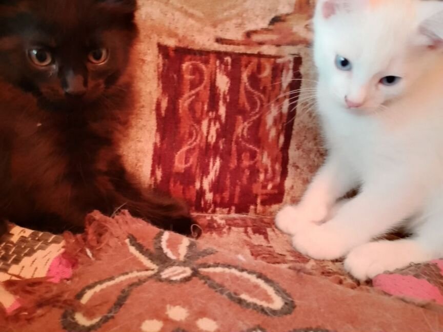 Кошка