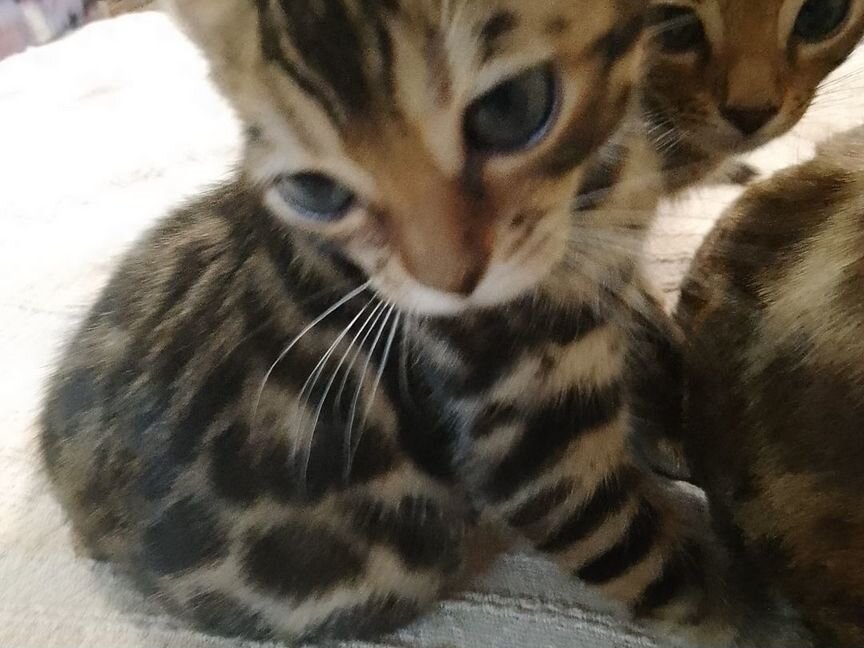 Бенгальские