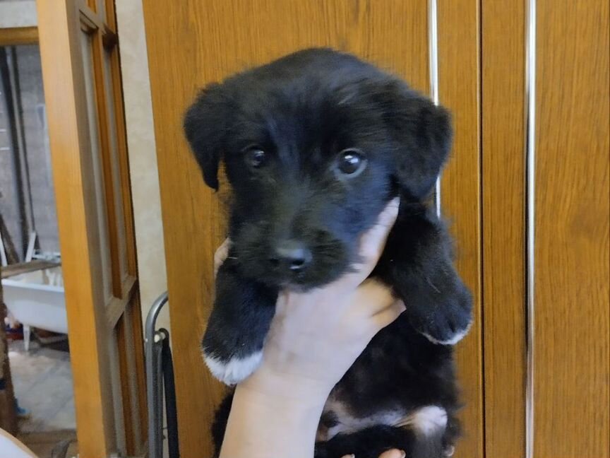 Щенок мальчик