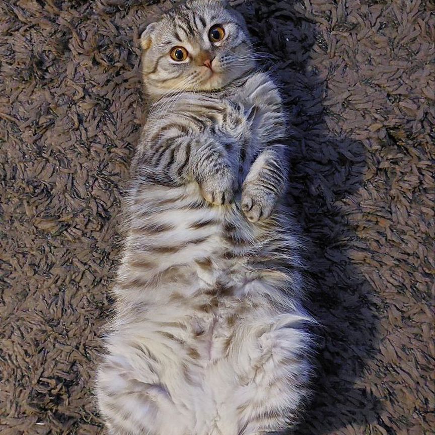 Котик в добрые руки