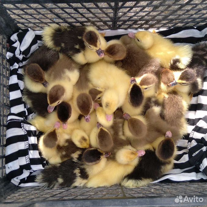 Продаюся суточные индоутята