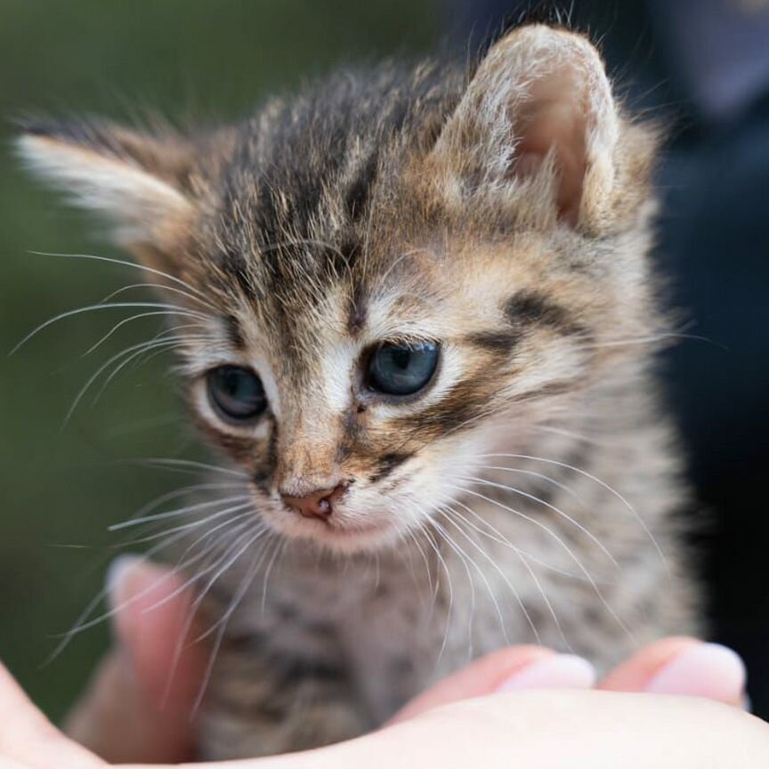 Котятки в добрые руки