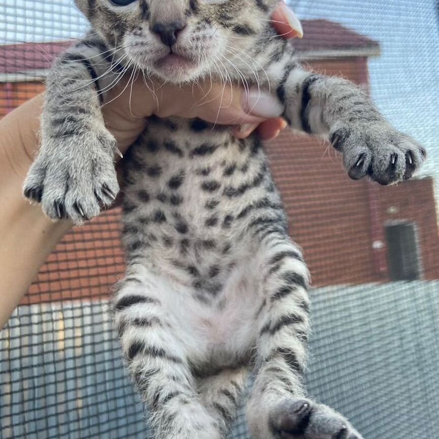 Отдам котенка в добрые руки