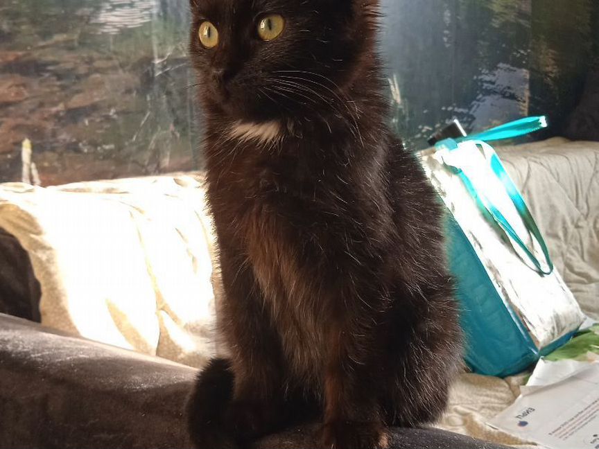 Бусинка ищет дом