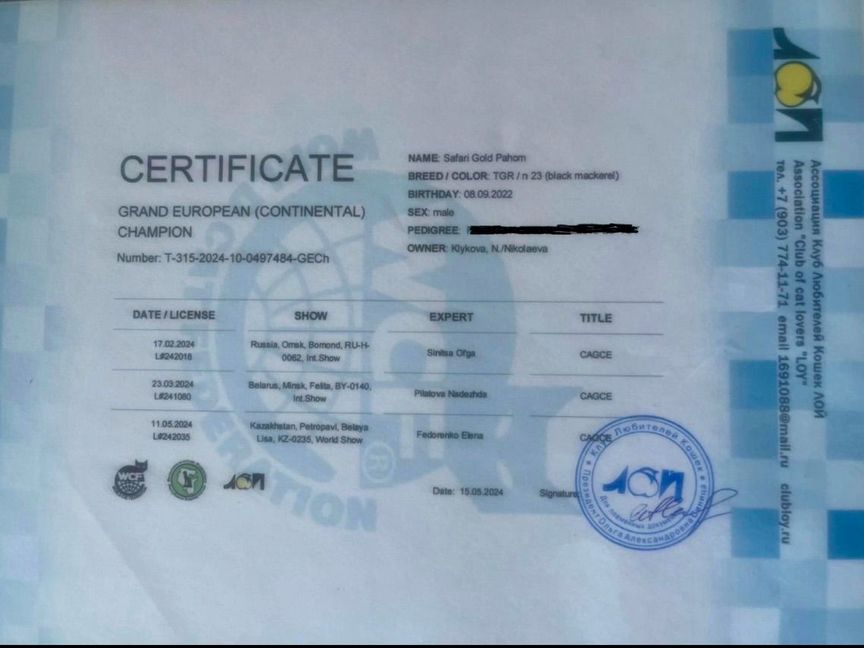 Продажа котят Тойгер