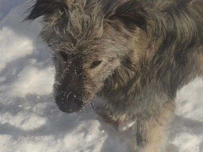 Собака в добрые руки в свой дом