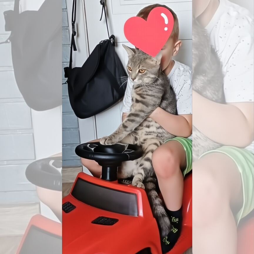 Котёнок в добрые руки