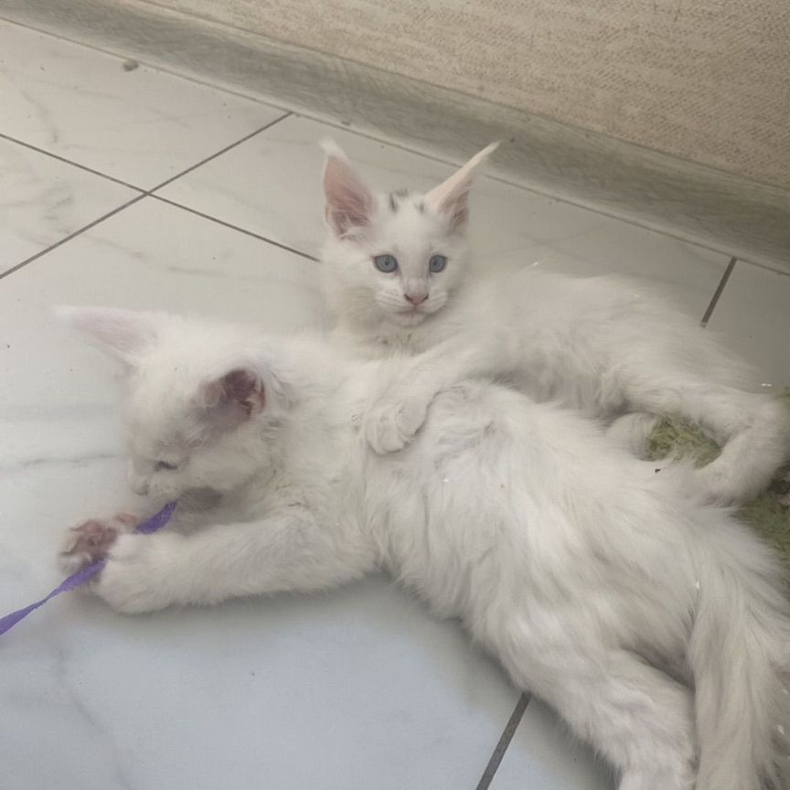 Чистокровные Мейнкуны