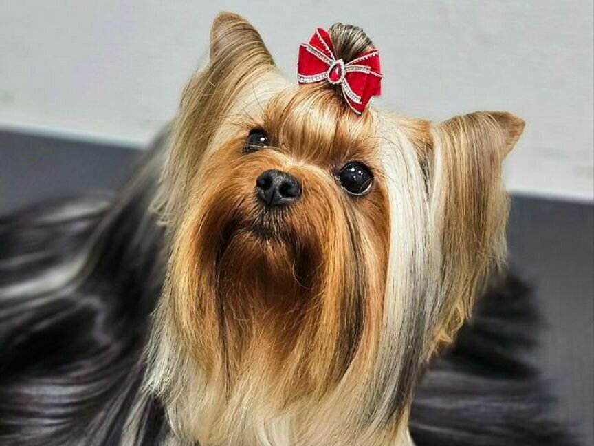 Йоркширский терьер