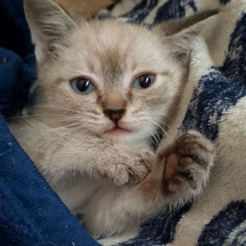 Котенок мальчик в добрые руки