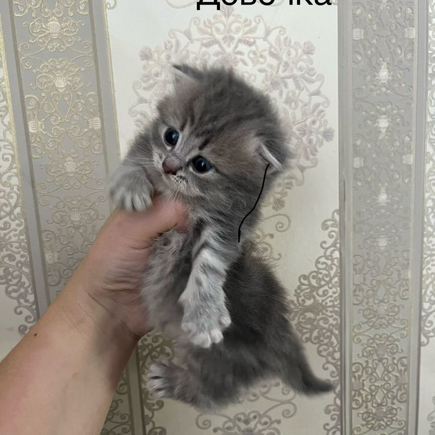 Шотландская