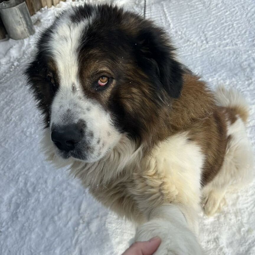 Московская сторожевая, взрослый пёс