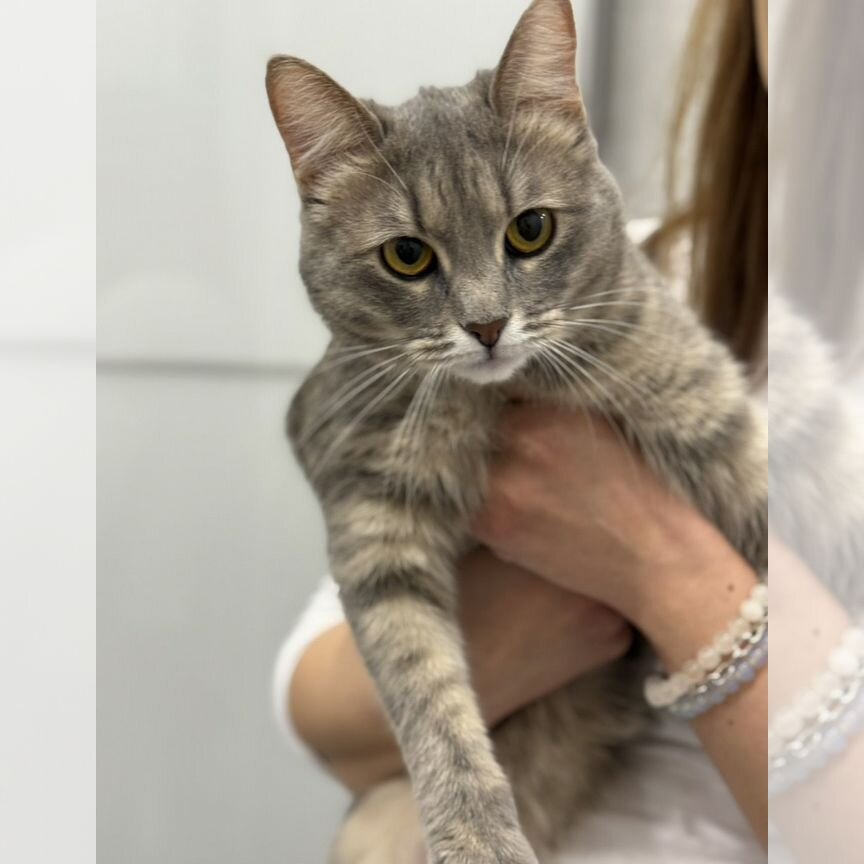 Взрослая, кошка в добрые руки