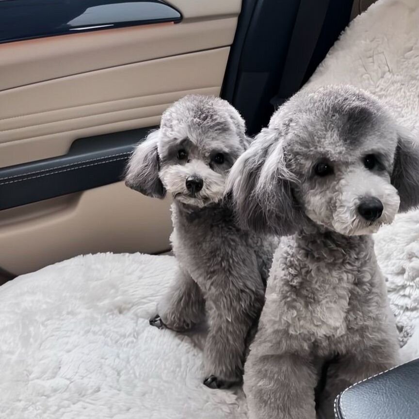 Той-пудель, щенок