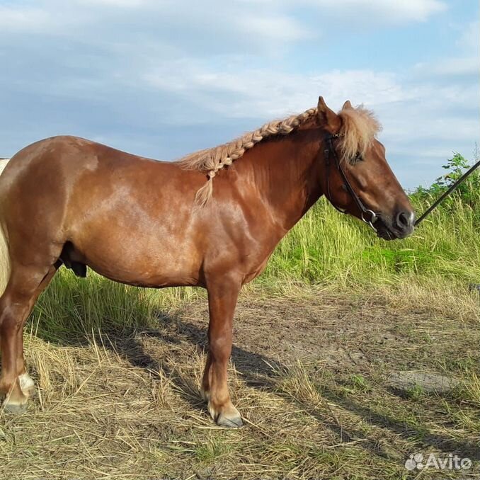Пони немецкий (мерин) для спорта