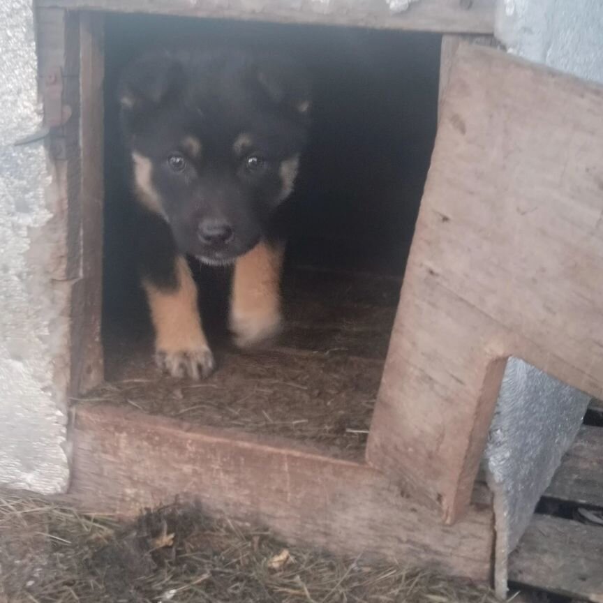 Отдам в добрые руки