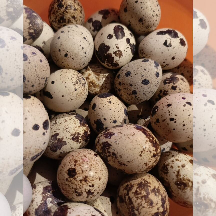 Инкубационное яйцо перепелов