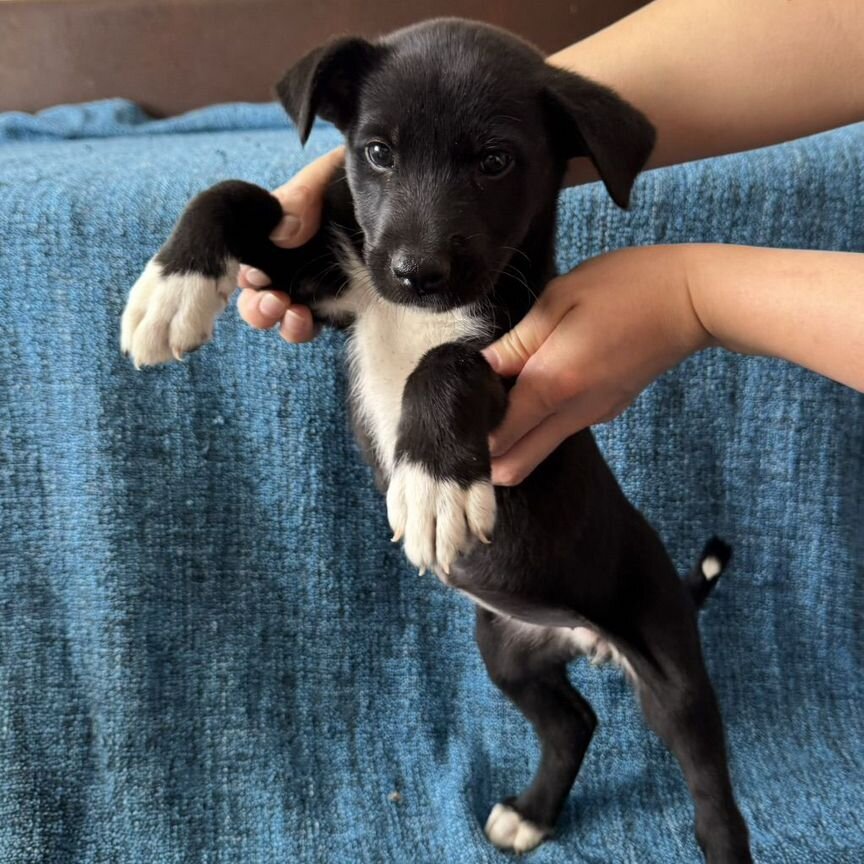 Щенок в добрые руки собака бесплатно