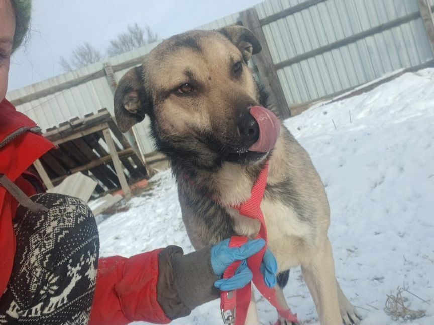 Собака