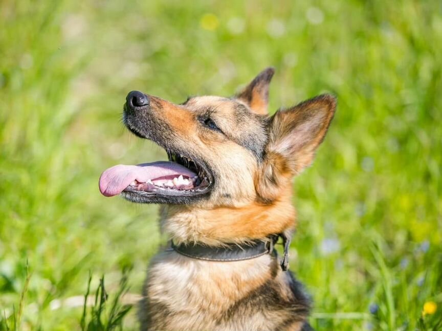 Помесь овчарки